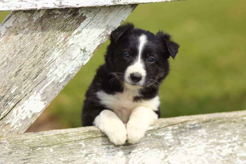 Border Collie | zooplus Magazine