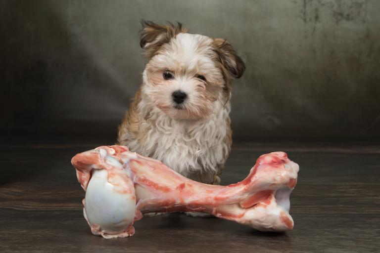 BARF za pse – što je to? | Saznajte sve o revolucionarnoj metodi hranjenja