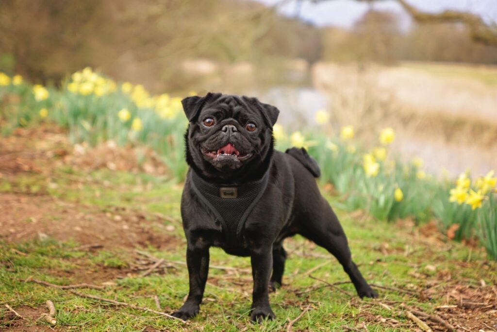 Mops | zooplus magazin za pse