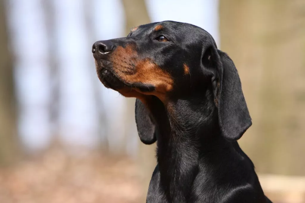 Austrijski gonič | Pasmine pasa | zooplus Magazin za ljubimce