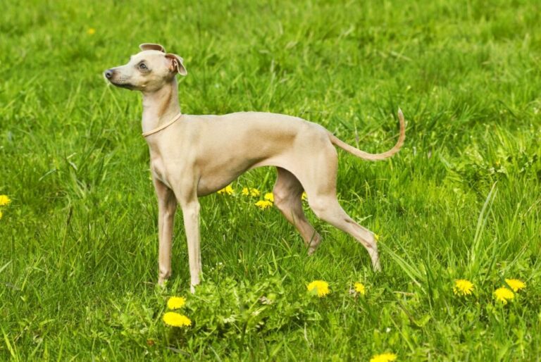 Talijanski hrt (Italian Greyhound) | zooplus Magazin