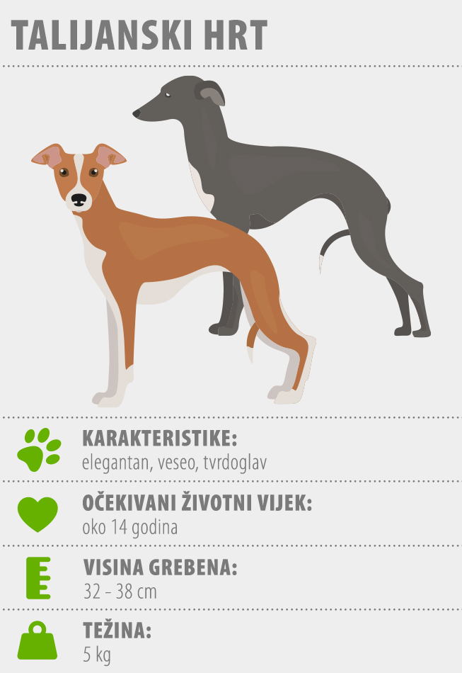 Talijanski hrt (Italian Greyhound) | zooplus Magazin