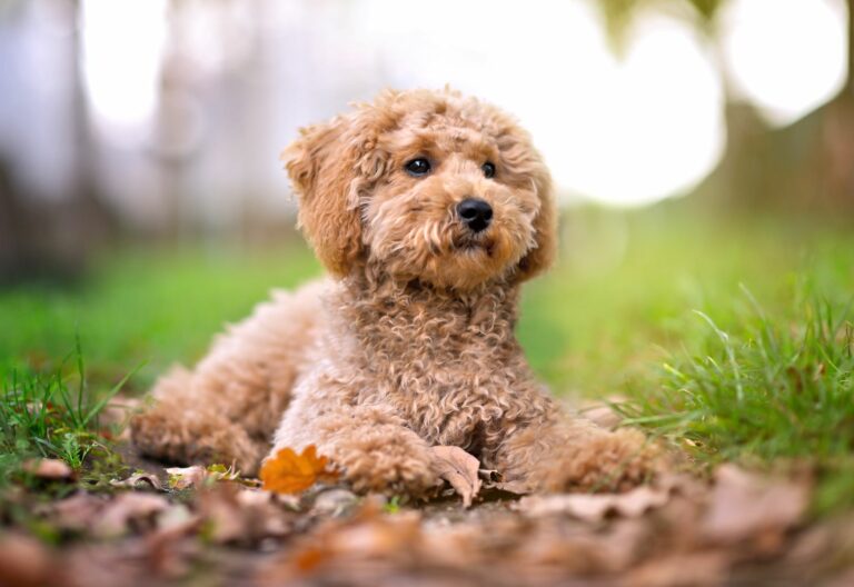 Mini pudlica ili patuljasta pudlica | zooplus Magazine