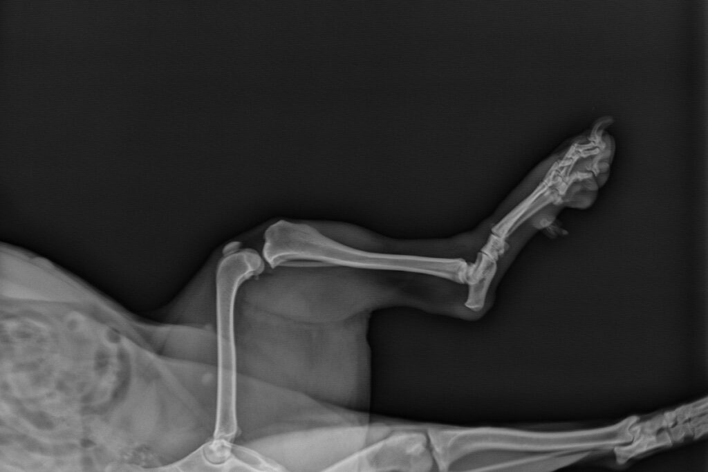 Luksacija patele (Luxatio Patellae) kod psa | zooplus Magazin