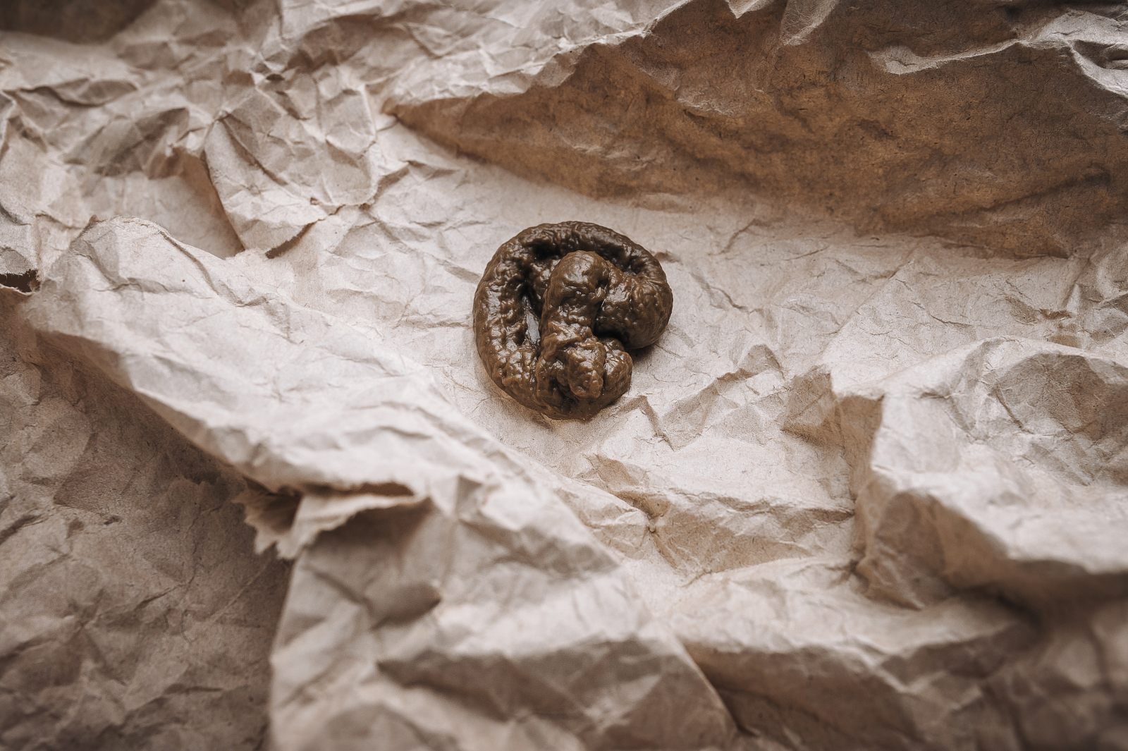 Mačji izmet: što govore boja i konzistencija | zooplus magazin