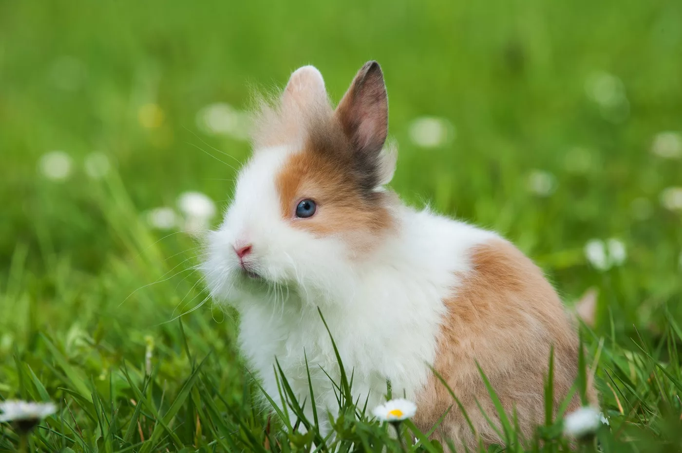 Patuljasti kunić | zooplus magazin