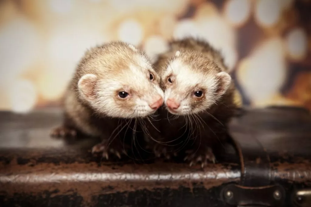 Tvor | zooplus magazin