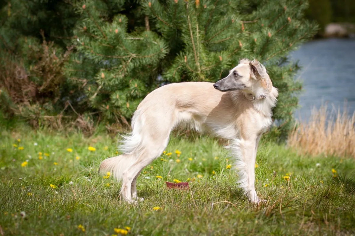 Dugodlaki whippet | zooplus magazin