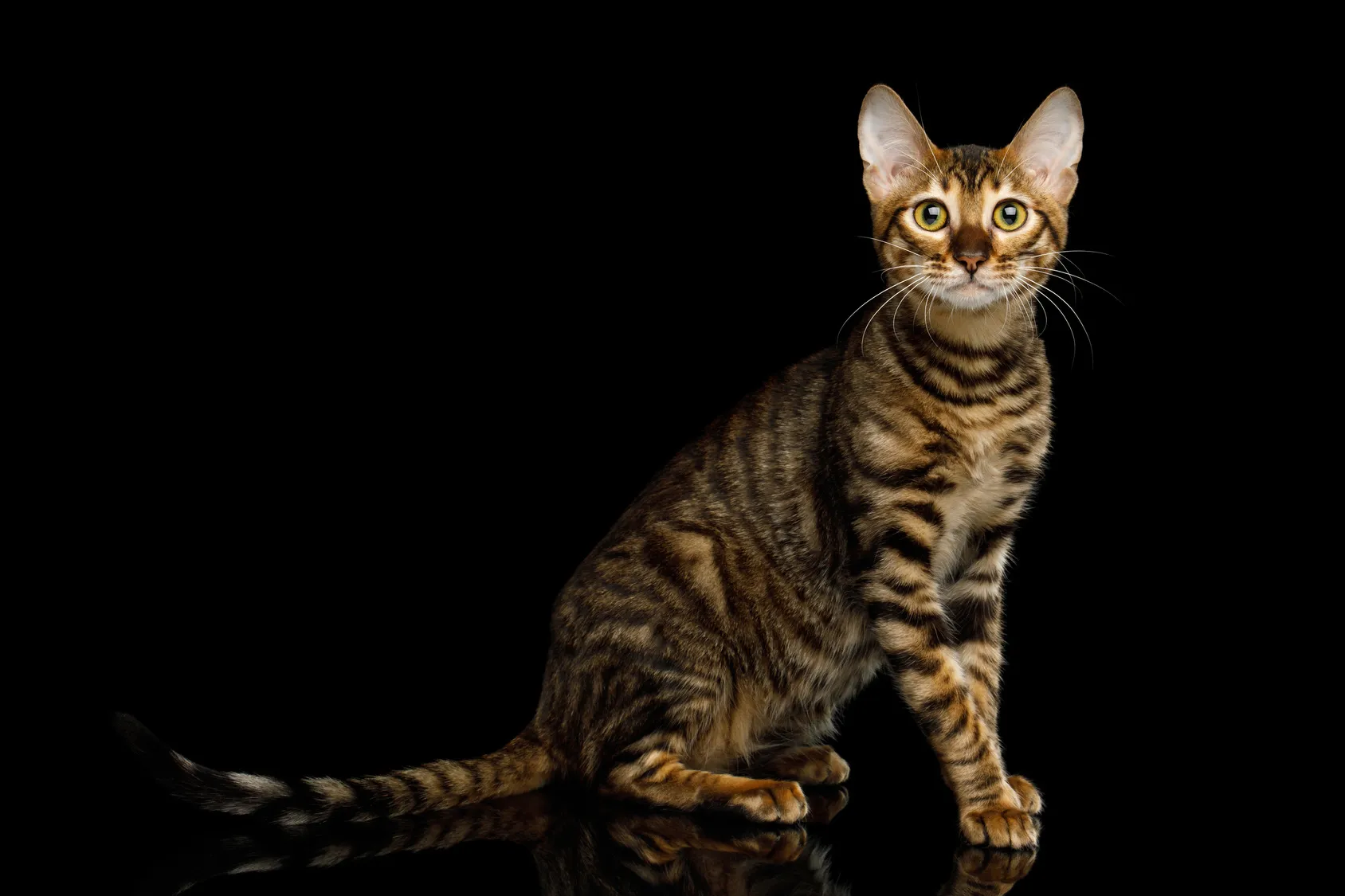 Toyger | zooplus Magazine